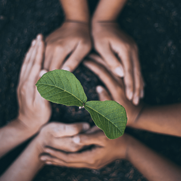 Local Solutions for Global Challenges: The Role of UNFSS National ...